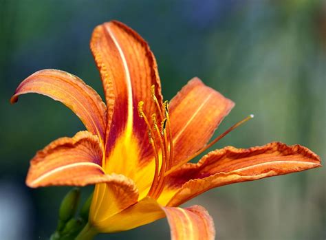 Lily Blossom Bloom Free Photo On Pixabay Pixabay