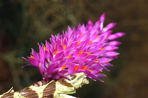 Dendrobium Secundum 1926