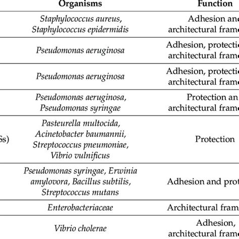 Bacterial Polysaccharides Formed By Different Organisms And Their