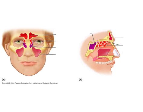 Sinus Labeling Quiz