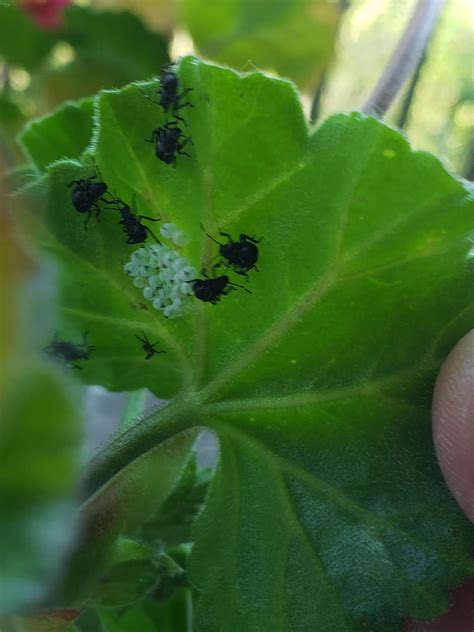 Found On Geranium Is It A Pest R Whatisthisbug