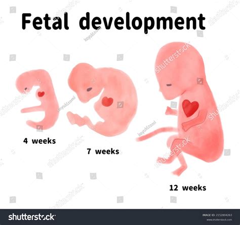 Stages Human Fetal Development First Trimester ภาพประกอบสต็อก