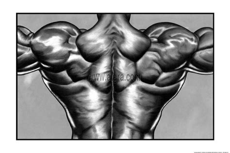 Back Muscles Anatomy Drawing Muscles Of The Human Back 1 Art Print By
