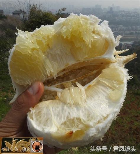 攝影師走鄉村：金黃柚子掛樹上無人摘！原生態水果，不好吃？ 每日頭條