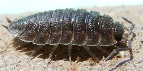 Kellerassel Porcellio Scaber Verminscout