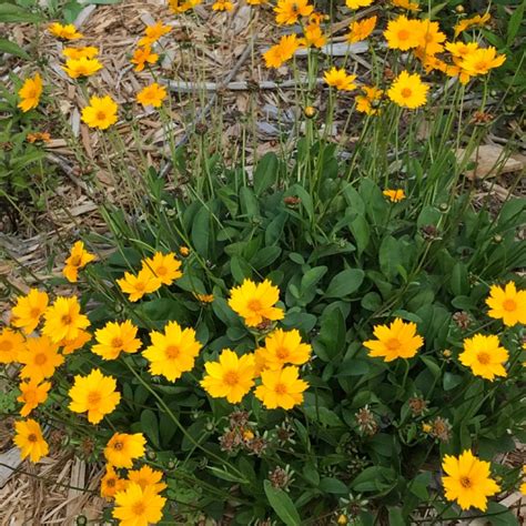 Tickseed Coreopsis