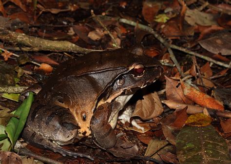 Peruvian Amazon May 2012 Field Herp Forum
