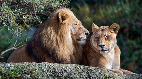 Lion And Lioness Wall Pictures At Rudolph Boer Blog
