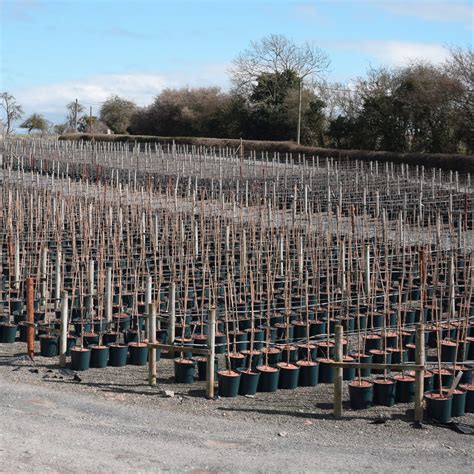 A Comprehensive Guide To Root Pruning Trees Frank P Matthews