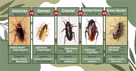 Common Cockroaches In Texas Identification And Habits