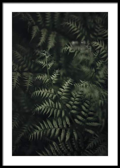 Green Fern Poster Art Photo Prints Online Wall Art Nature Posters