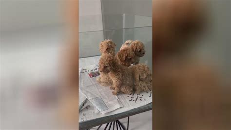 توی پودل در قیمت سگ پودل از همه چی و همه جا