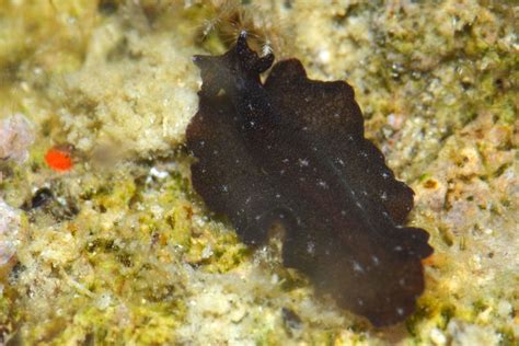 Pseudobiceros Apricus The Three P Underwater Macro Photography