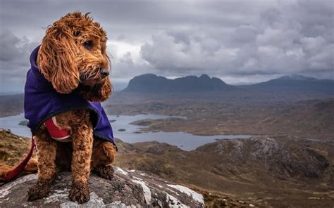 Premium Photo A Young Cockapoo Sitting On A Rock On Slopes Of Stac