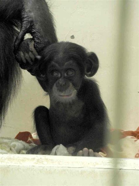 귀여운 침팬지 아기 Mlbpark