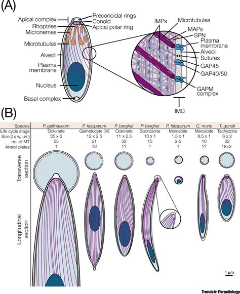 The Riveting Cellular Structures Of Apicomplexan Parasites Trends In Parasitology