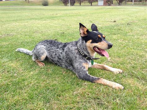 Australian Blue Heeler Blue Heeler Breed Information And Photos