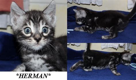 Grey Marble Bengal Cat