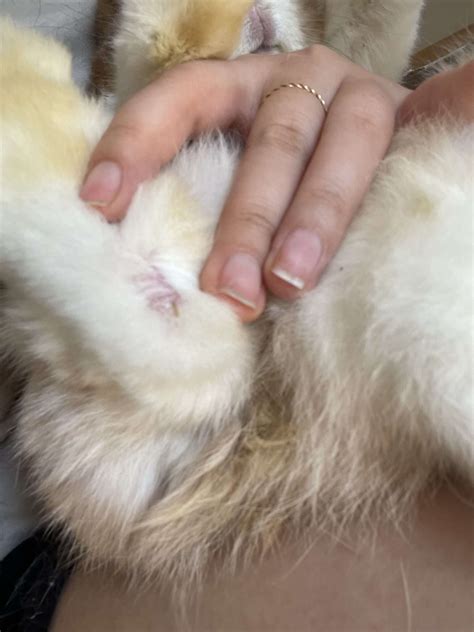 Pododermatite Lapin Causes Soins Et Adaptation