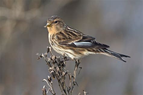 Common Linnet Twite And Lesser Redpoll Photo Id Guide Birdguides
