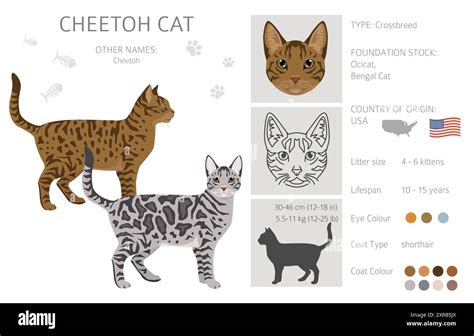 Cheetoh Cat Clipart All Coat Colors Set All Cat Breeds