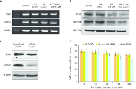 Effect Of Ptx And Salinomycin Treatment On Stemness Marker Of Ocscs