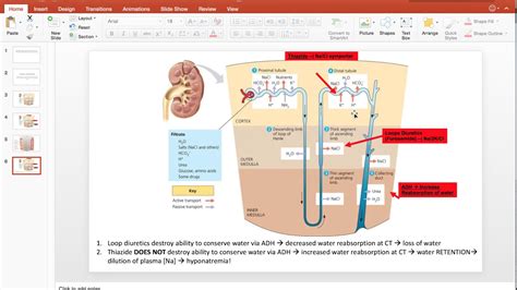 Hyponatremia Thiazide And Furosemide Loop Diuretics Youtube