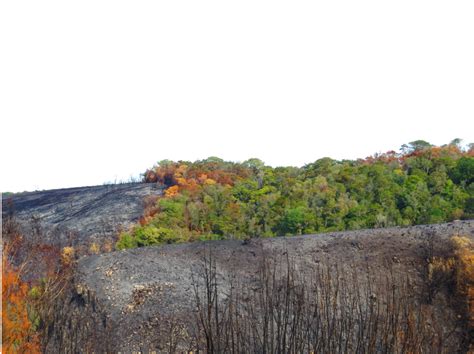 Fire Severity And Tree Size Affect Post Fire Survival Of Afrotemperate