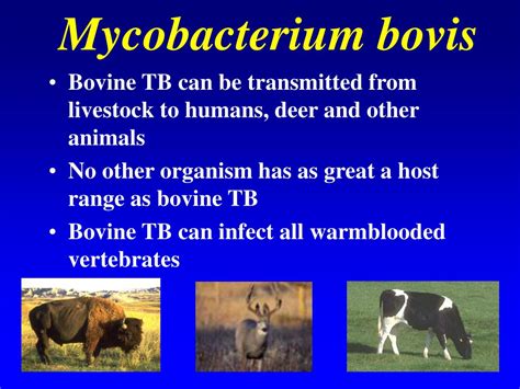 Ppt Bovine Tuberculosis Powerpoint Presentation Free Download Id