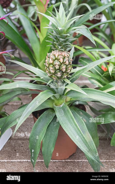 Potted Pineapple Plant