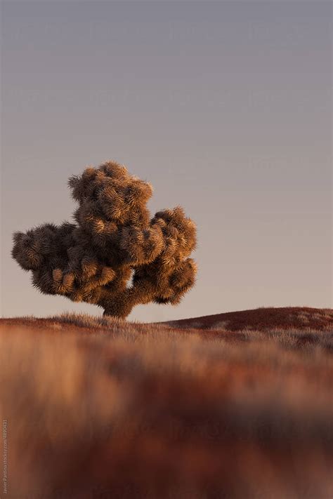 Brown Grass Field Stock Image Everypixel