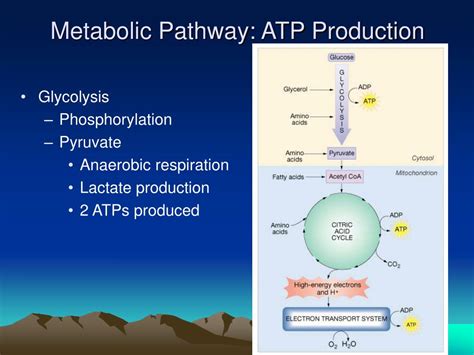 Ppt Biomolecular Interaction Enzyme Substrate Powerpoint