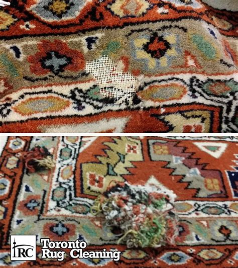 Rug And Carpet Moth Proofing Toronto Rug Cleaning