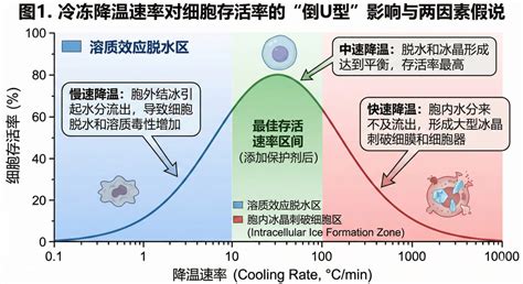 细胞的 时间暂停”魔法：微生物超低温冻存与冷冻干燥的底层科学机制