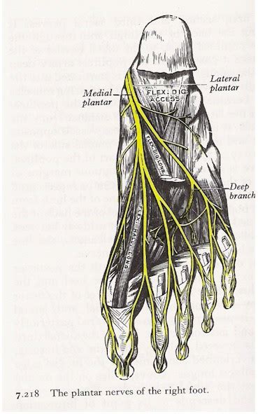 Medial Dorsal Cutaneous Nerve Foot