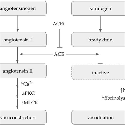 Inhibition Of Angiotensin Converting Enzyme Calcium Ca 2