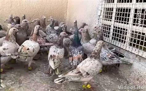 نمایشیتقدیمنگاهتون قزوینشهرخوبان کبوترمسافتی کبوترهفترنگ زیل