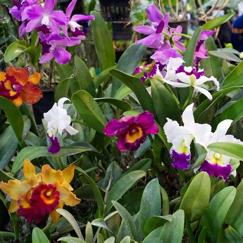 Cattleya Care Watering Fertilize Pruning Propagation Picturethis