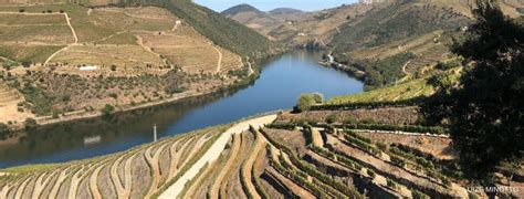 Vindima Descubra O Que é