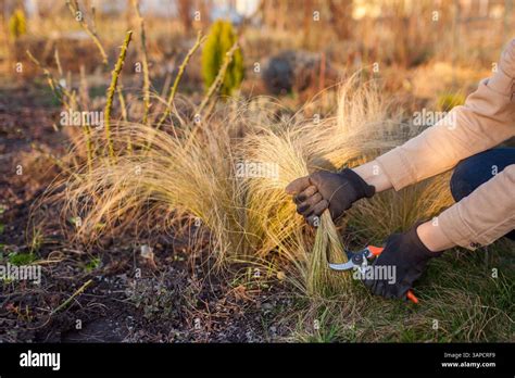 Cutting Back Ornamental Grasses In Spring Garden Gardener Pruning Stipa Using Shears Taking
