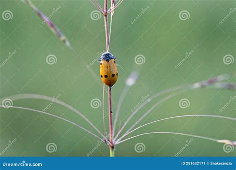 Six Point Lacnea Lachnaea Sex Punctata Small Insect Of The