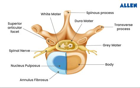 Vertebral Column Definition Diagram Functions And Parts