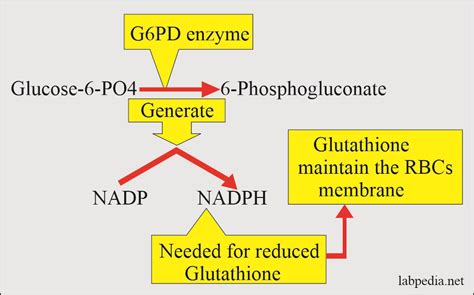 Anemia Part 10 Glucose 6 Phosphate Dehydrogenase Deficiency Anemia