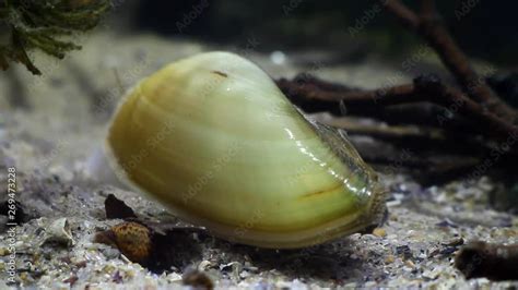 Freshwater Mussels Aquarium At Bonnie Propst Blog