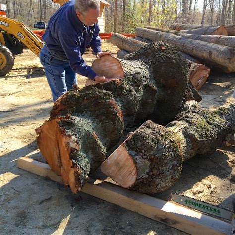 Salvaging A Large Maple Covered With Burls Joewoodturner