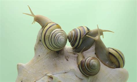 Ocean Snails Vegetarian Sea Snails Help Marine Community R