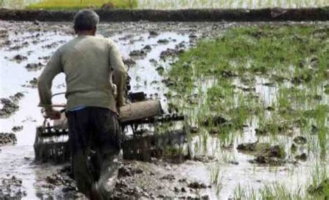دستگاه وجین برنج در جشنواره علم تا عمل رونمایی می شود خبرگزاری مهر