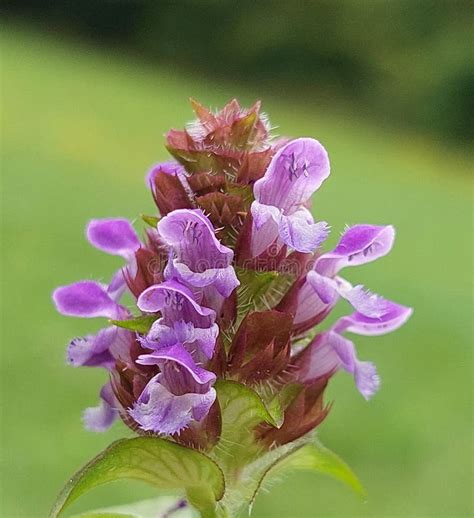Prunella Vulgaris Stock Image Image Of Sicklewort Meadow 265039613