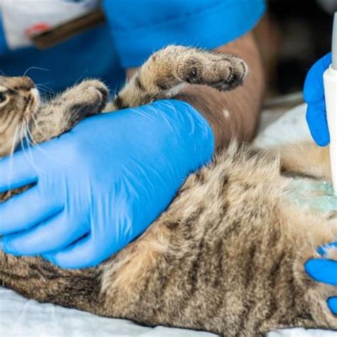 When Is Cat Diagnostic Imaging Necessary