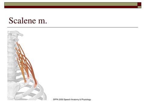 Ppt Physics Of Breathing Powerpoint Presentation Free Download Id